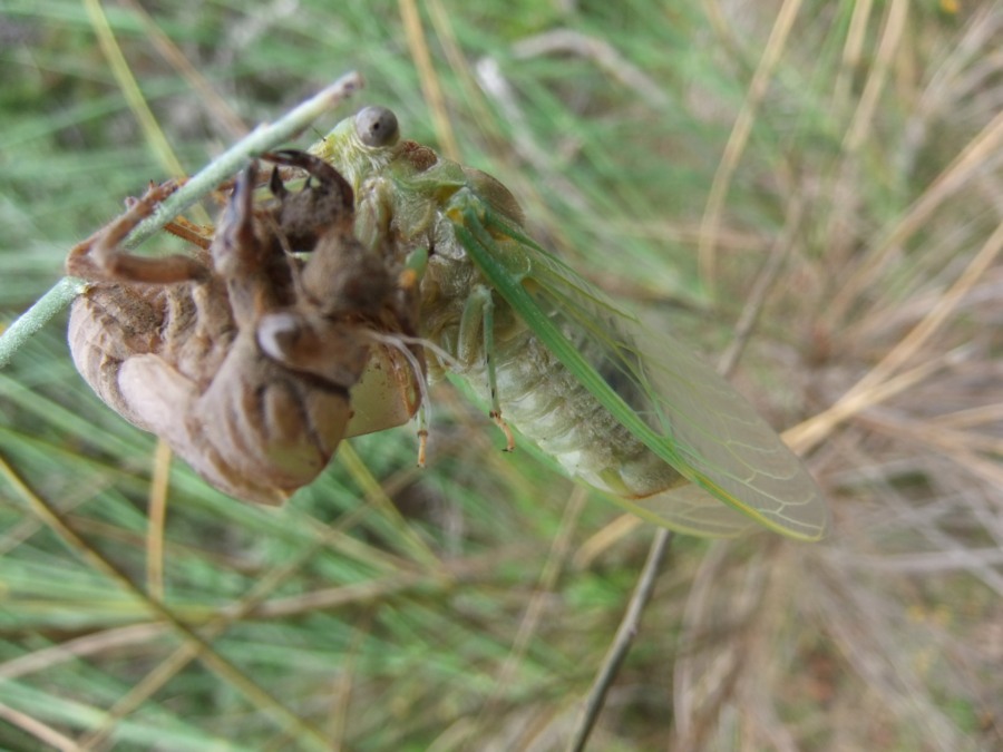 Metamorfosi di una cicala - Orvietosì.it