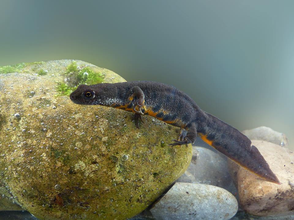 Tritone crestato - Orvietosì.it