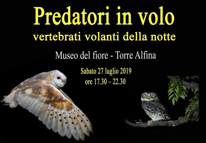 Predatori in volo : i vertebrati volanti della notte - Orvietosì.it