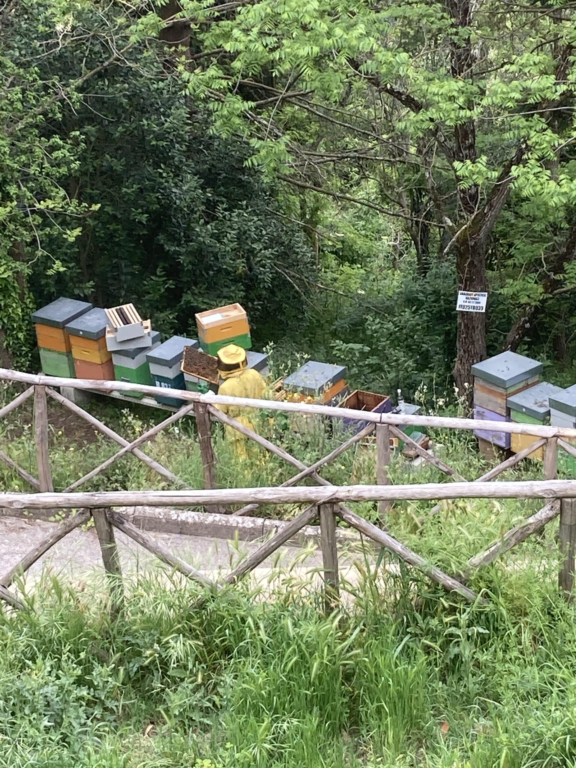 Parrano, Comune Amico delle Api festeggia il World Bee Day 2023 ...